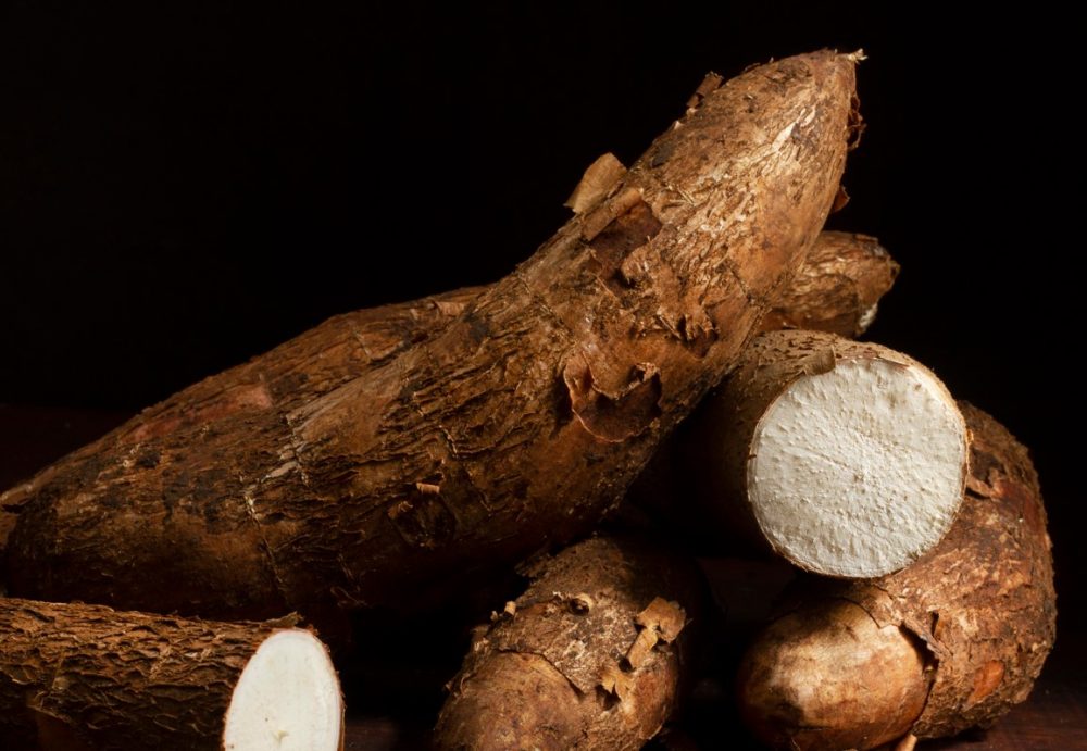 Desempenho do aipim será avaliado | O Trentino